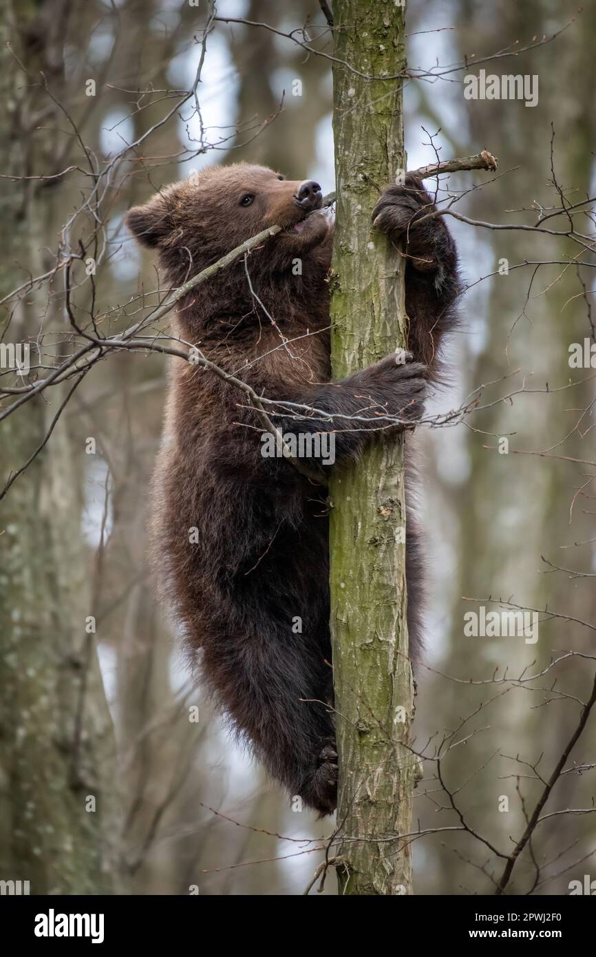 Close Bear cub clings to the side of the tree. Wildlife scene from ...