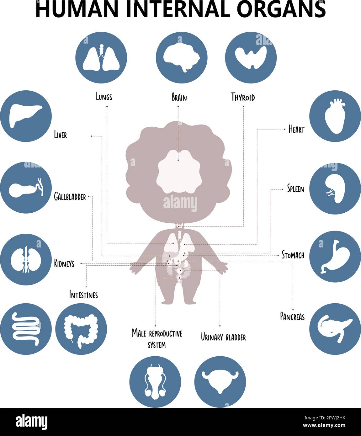Anatomy human body. Infographics with visual scheme internal male ...
