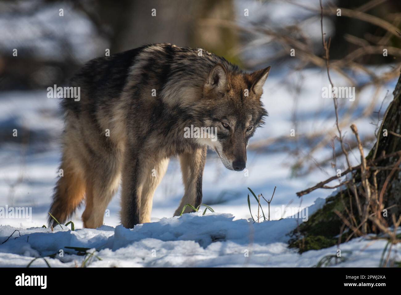 Wolf in the forest up close. Wildlife scene from winter nature. Wild ...