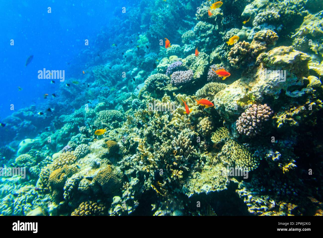 Different tropical fish at coral reef in the Red sea in Blue lagoon ...