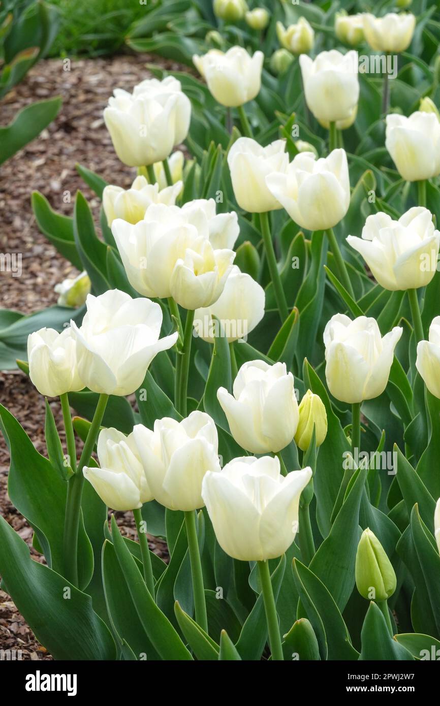 Tulipa weisse berliner tulip hi-res stock photography and images - Alamy