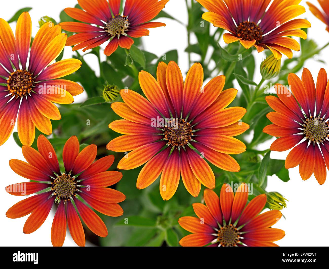 Osteospermum ecklonis, Cape marguerite or African daisy mit einer ...