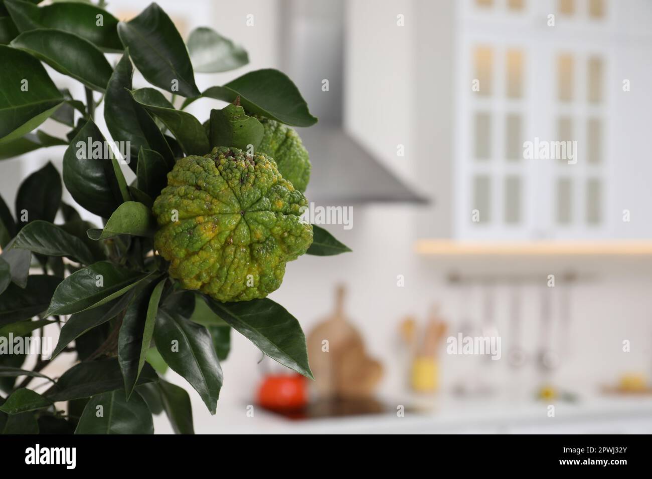 Bergamot tree with ripe fruits in kitchen, closeup. Space for text ...