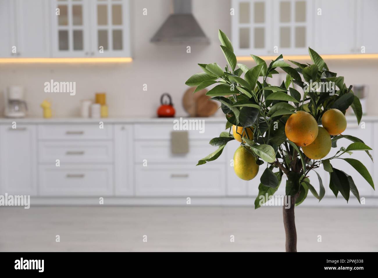 Lemon tree with ripe fruits in kitchen. Space for text Stock Photo - Alamy