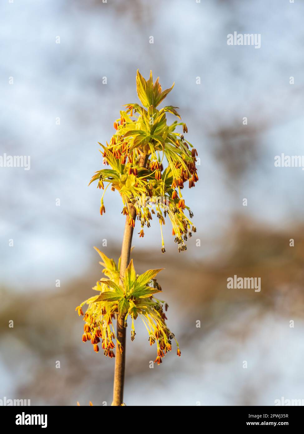 Fresh maple leaves with flowers and seeds. Spring branches of maple ...