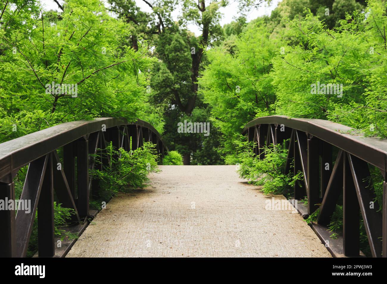 Plants green leaves bushes trees background view hi-res stock ...