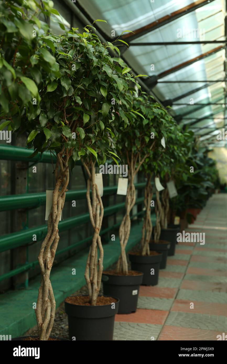 Beautiful braided ficus benjamina trees growing in greenhouse Stock ...