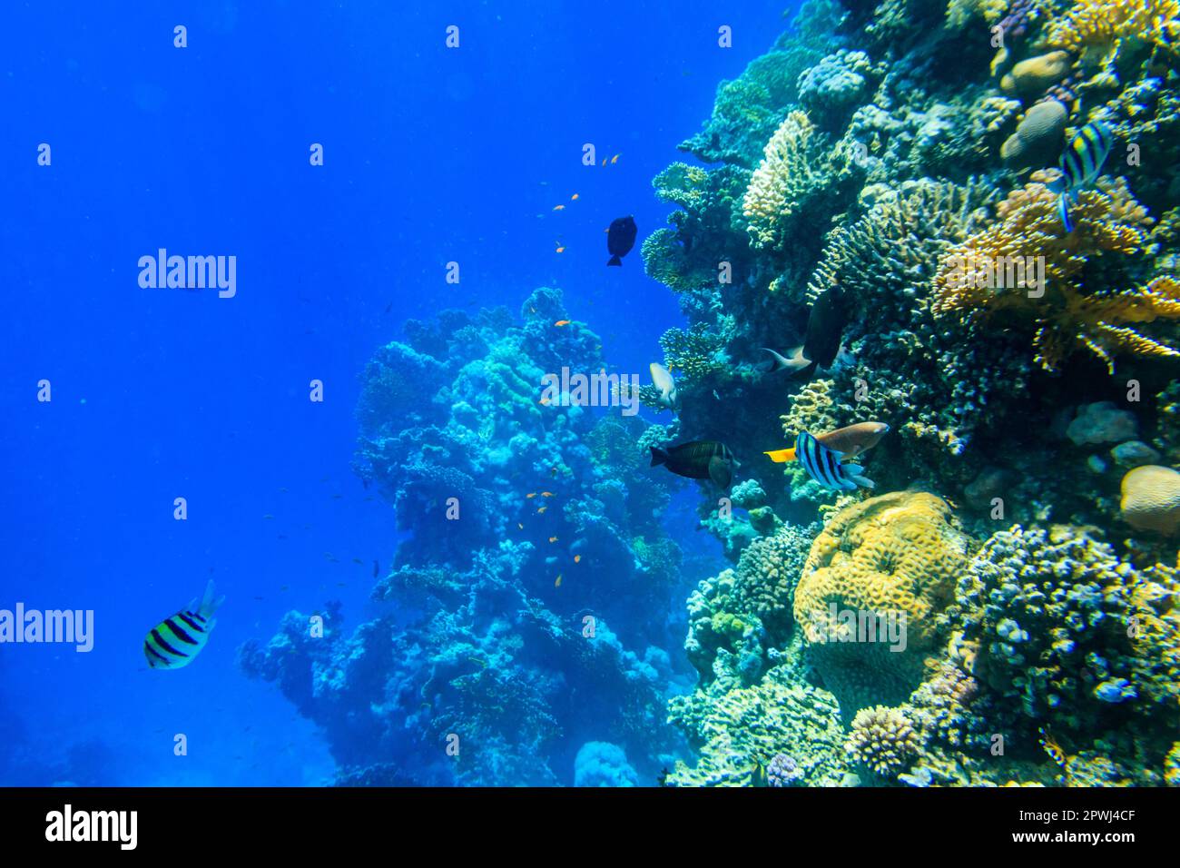 Different tropical fish at coral reef in the Red sea in Ras Mohammed ...