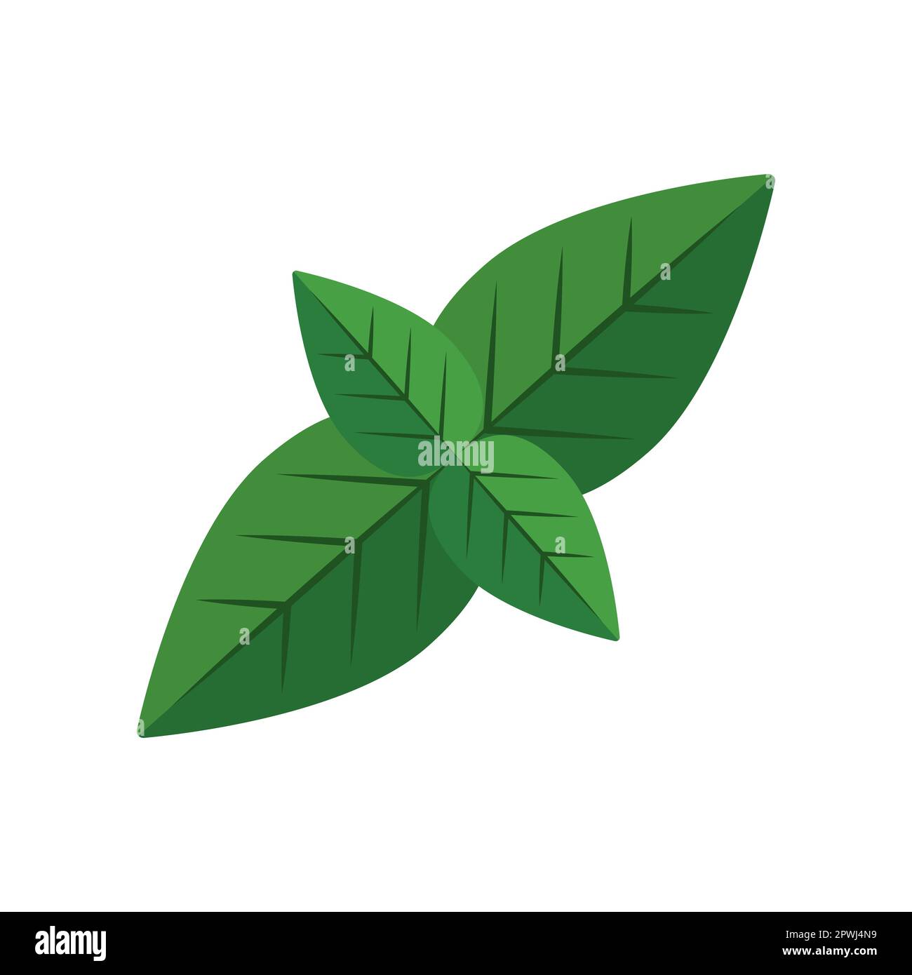 Mint leaf vector illustration Stock Vector Image & Art - Alamy