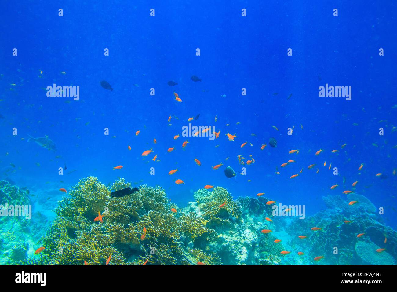 Different tropical fish at coral reef in the Red sea in Ras Mohammed ...