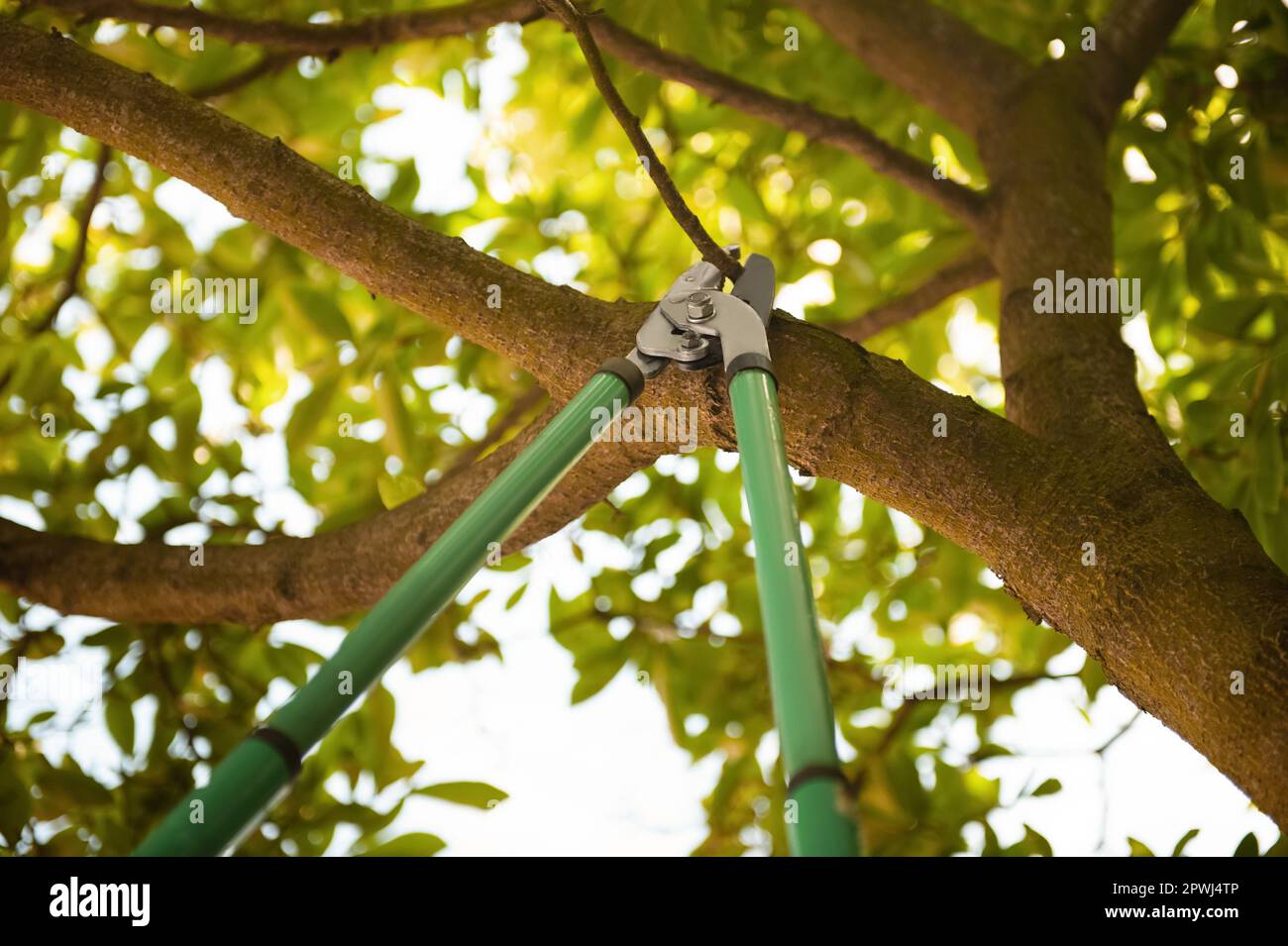 Pruning tree with secateurs outdoors. Gardening tool Stock Photo - Alamy