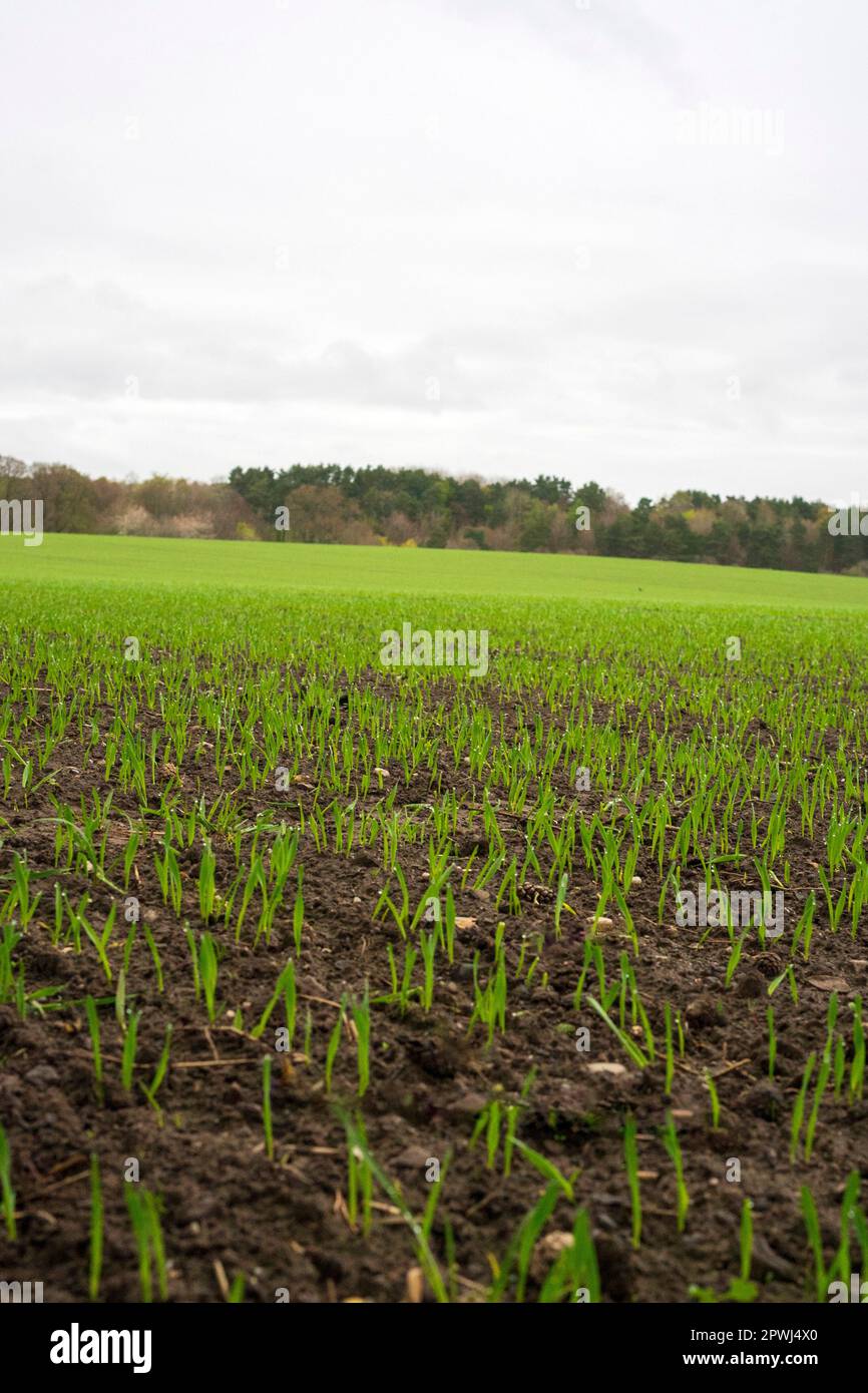 Village of Scone outside Perth Scotland home to the Stone of Scone ...