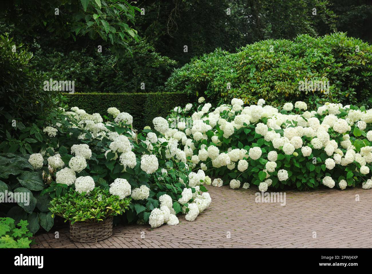 Beautiful park with blooming hydrangeas and paved pathway. Landscape ...