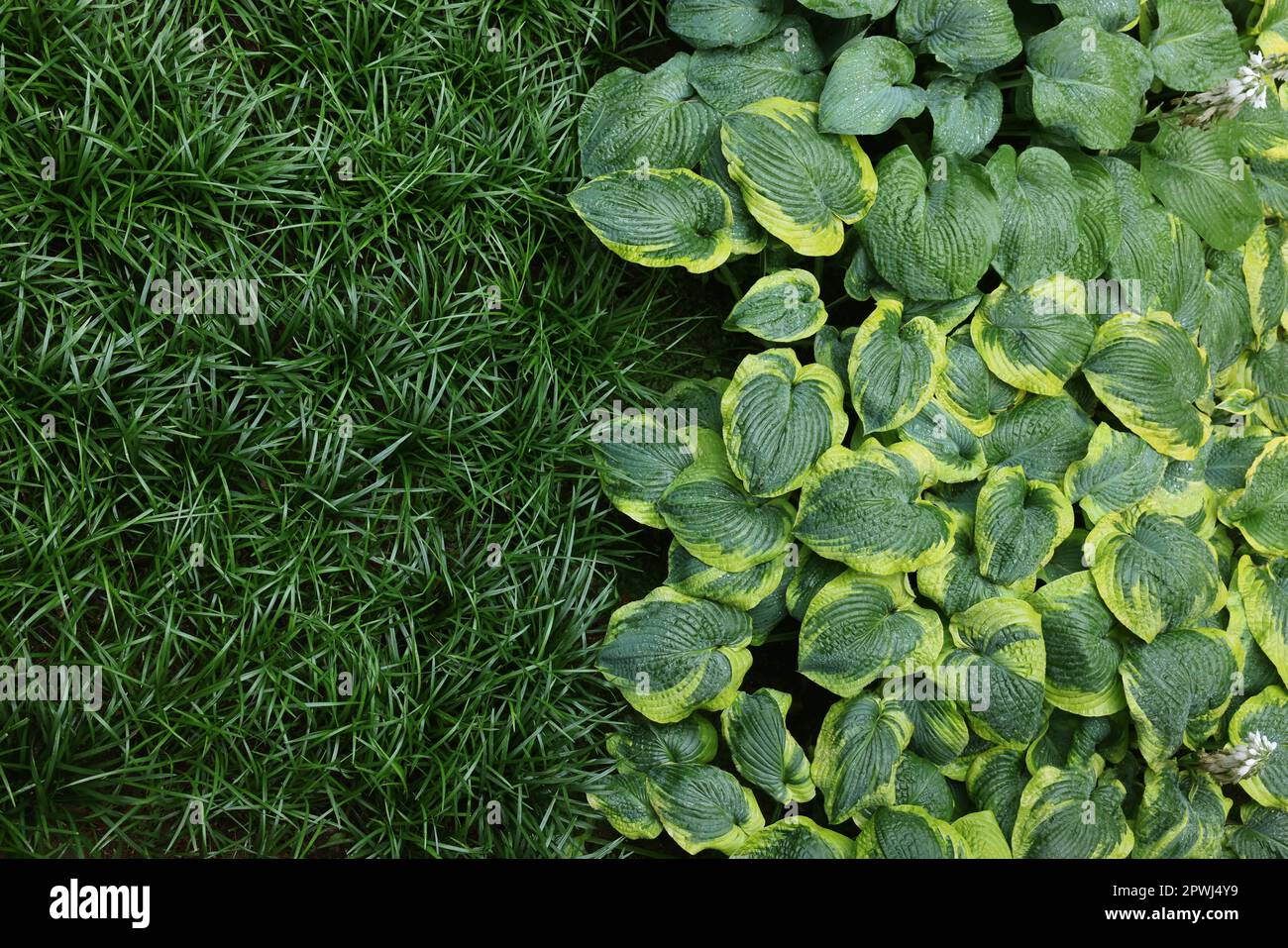 Beautiful hostas and green grass outdoors, top view Stock Photo - Alamy