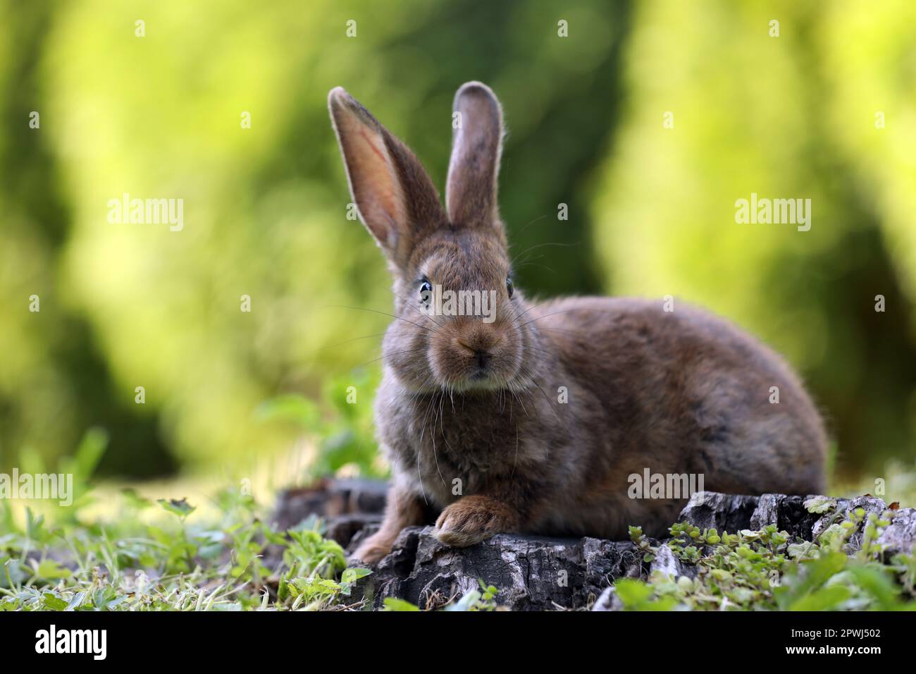 Cute fluffy rabbit on tree stump among green grass outdoors Stock Photo ...