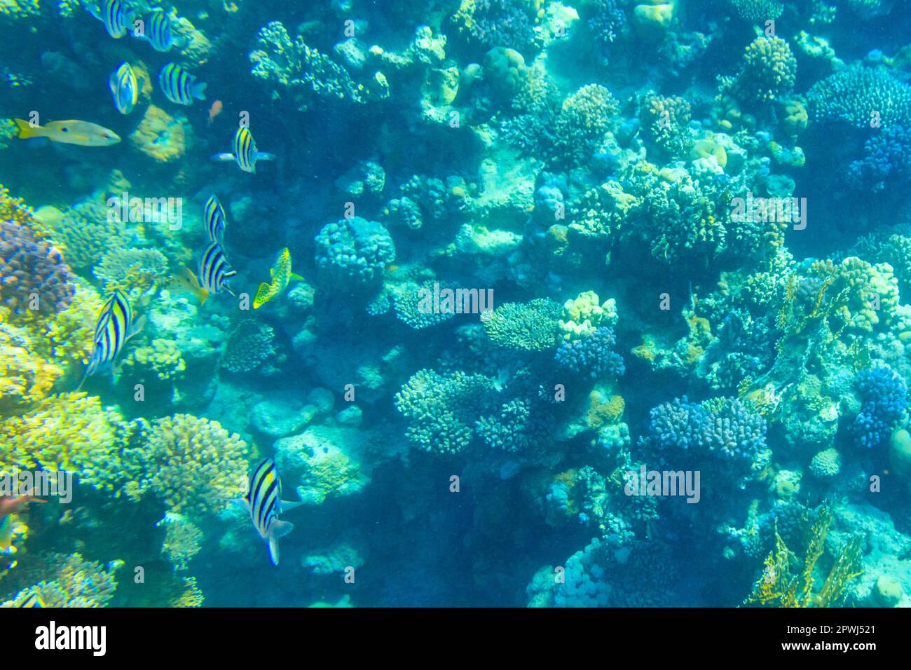 Indo-Pacific sergeant (Abudefduf vaigiensis), also known as the ...