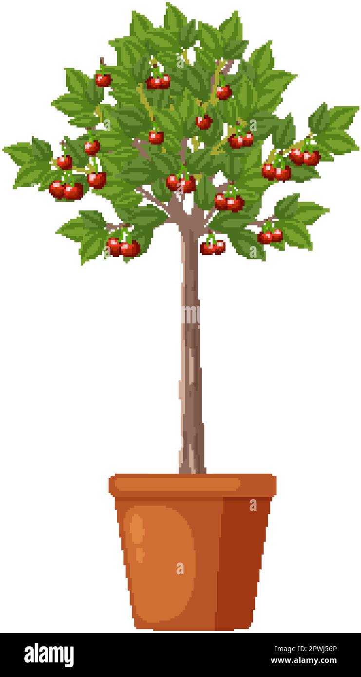 Cherry blossom fruit in Stock Vector Images - Alamy