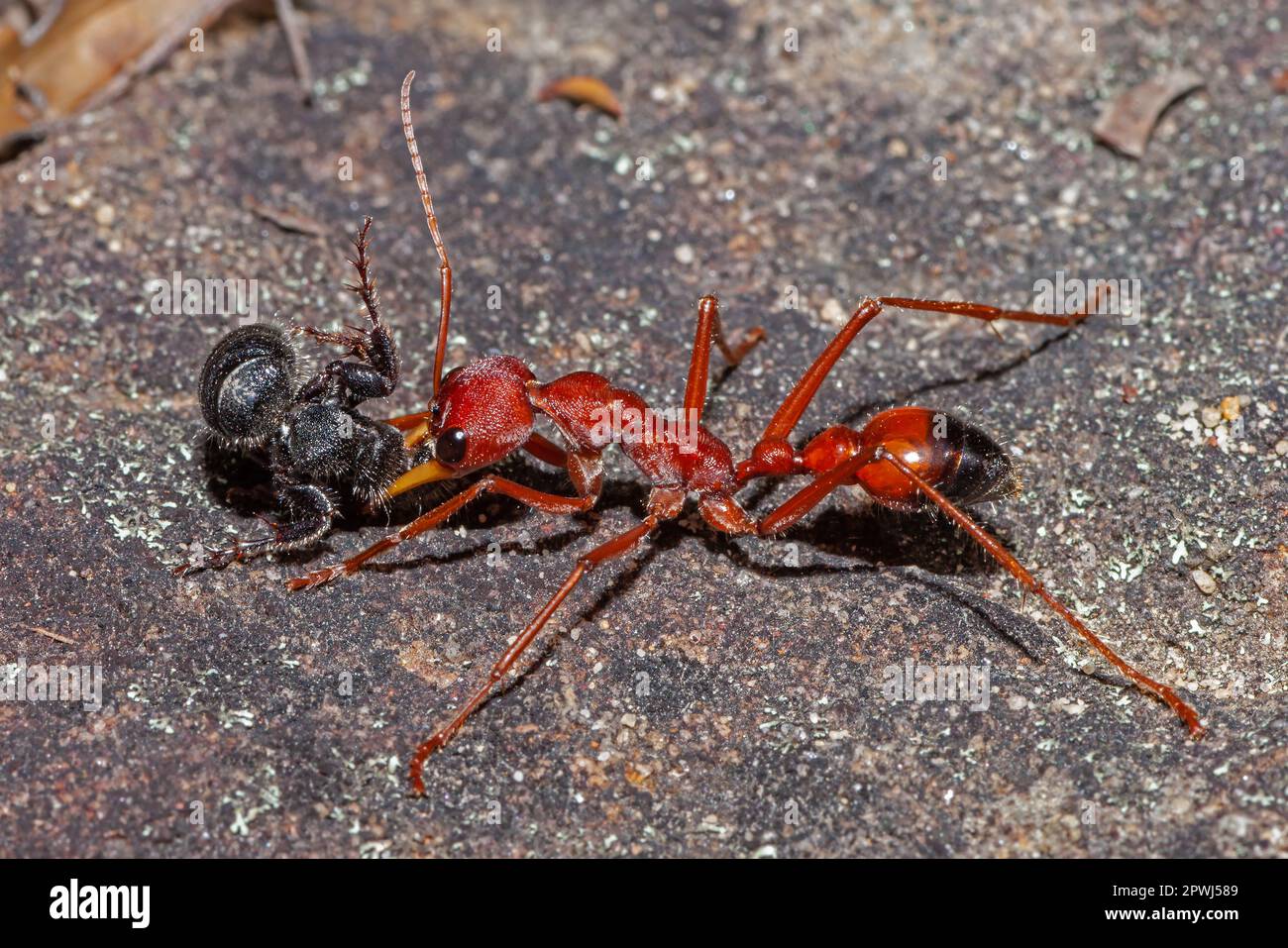 Australian Red Bull Ant and prey Stock Photo - Alamy