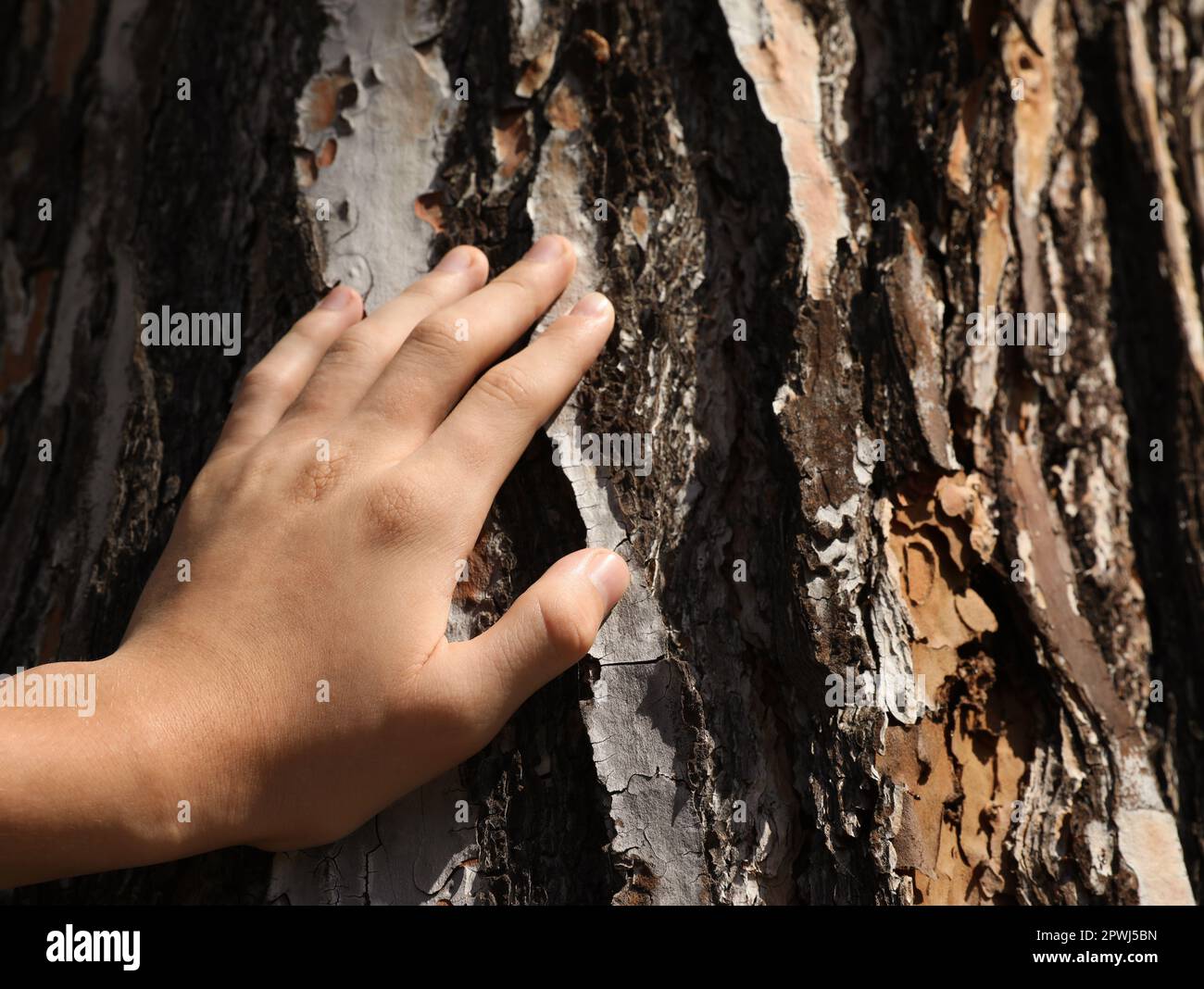 Boy touching tree hi-res stock photography and images - Alamy