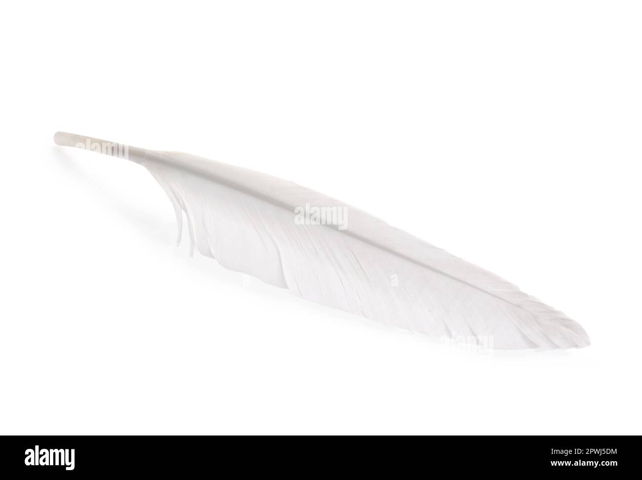 One fluffy beautiful feather isolated on white Stock Photo - Alamy