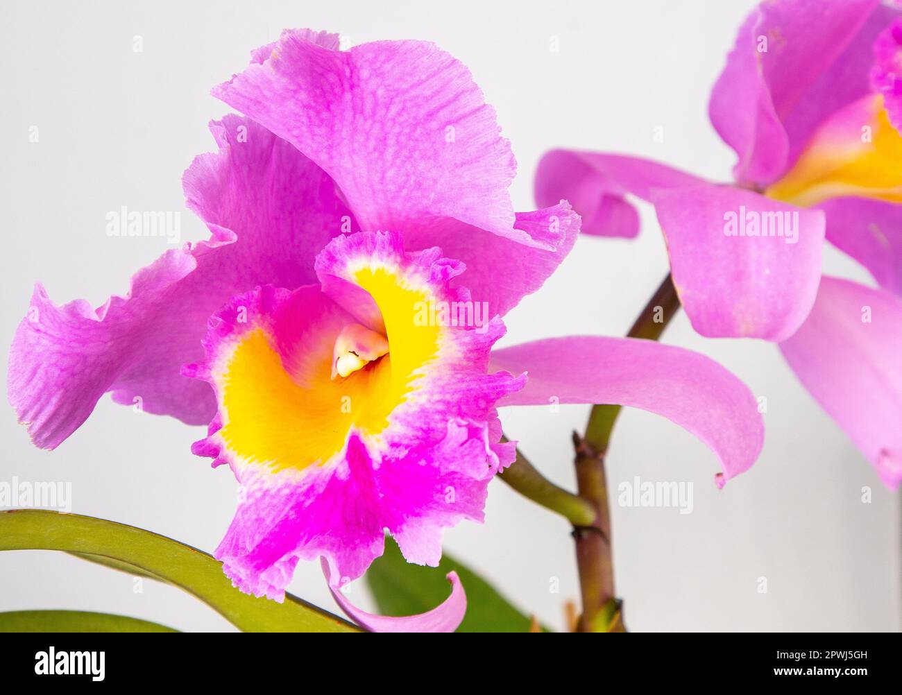 Orchid Cattleya Blc. Trium Phal Coronation Seto home flower. Large pink ...