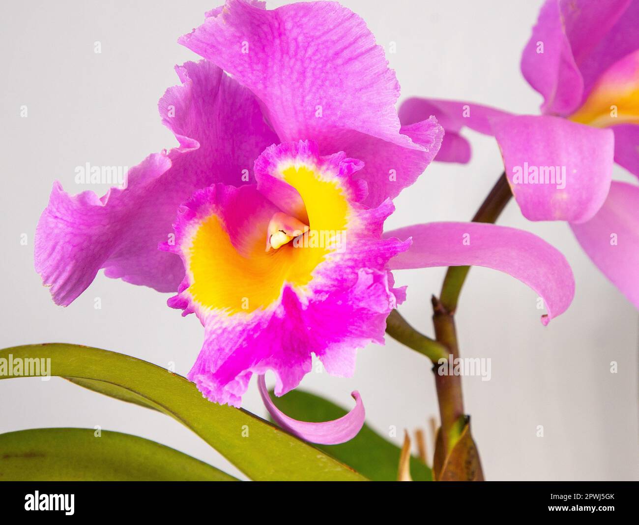 Orchid Cattleya Blc. Trium Phal Coronation Seto home flower. Large pink ...