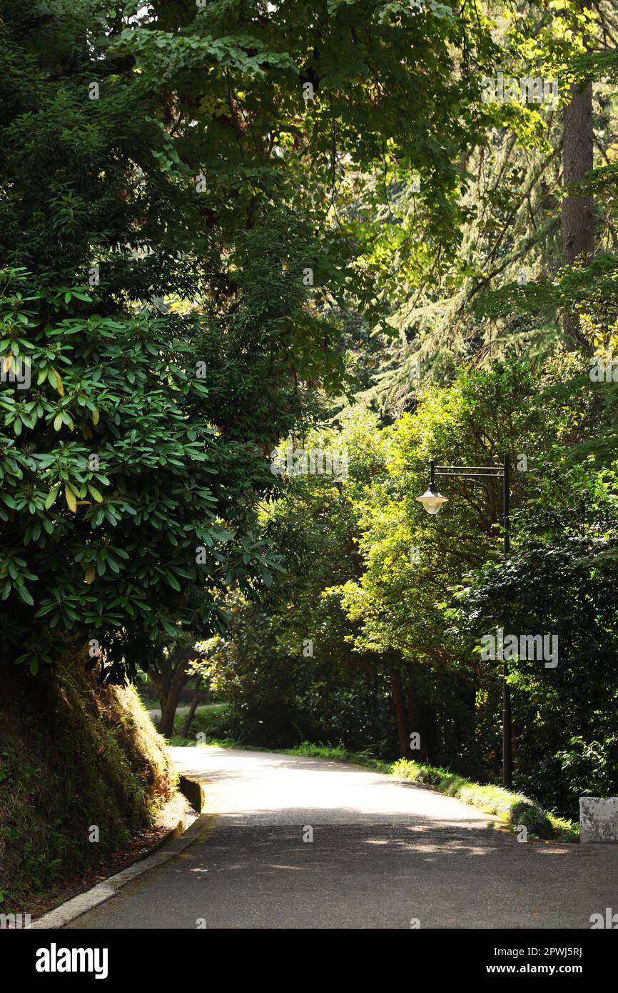 View of pathway and trees in park Stock Photo - Alamy