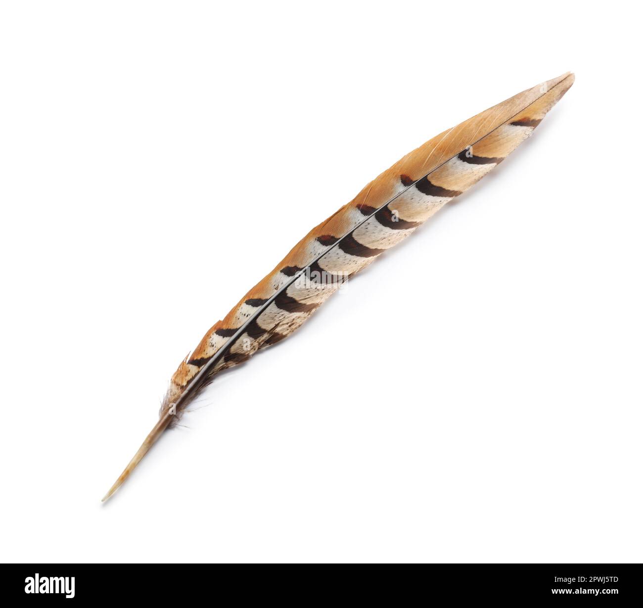Owl flight feather detail Cut Out Stock Images & Pictures - Alamy