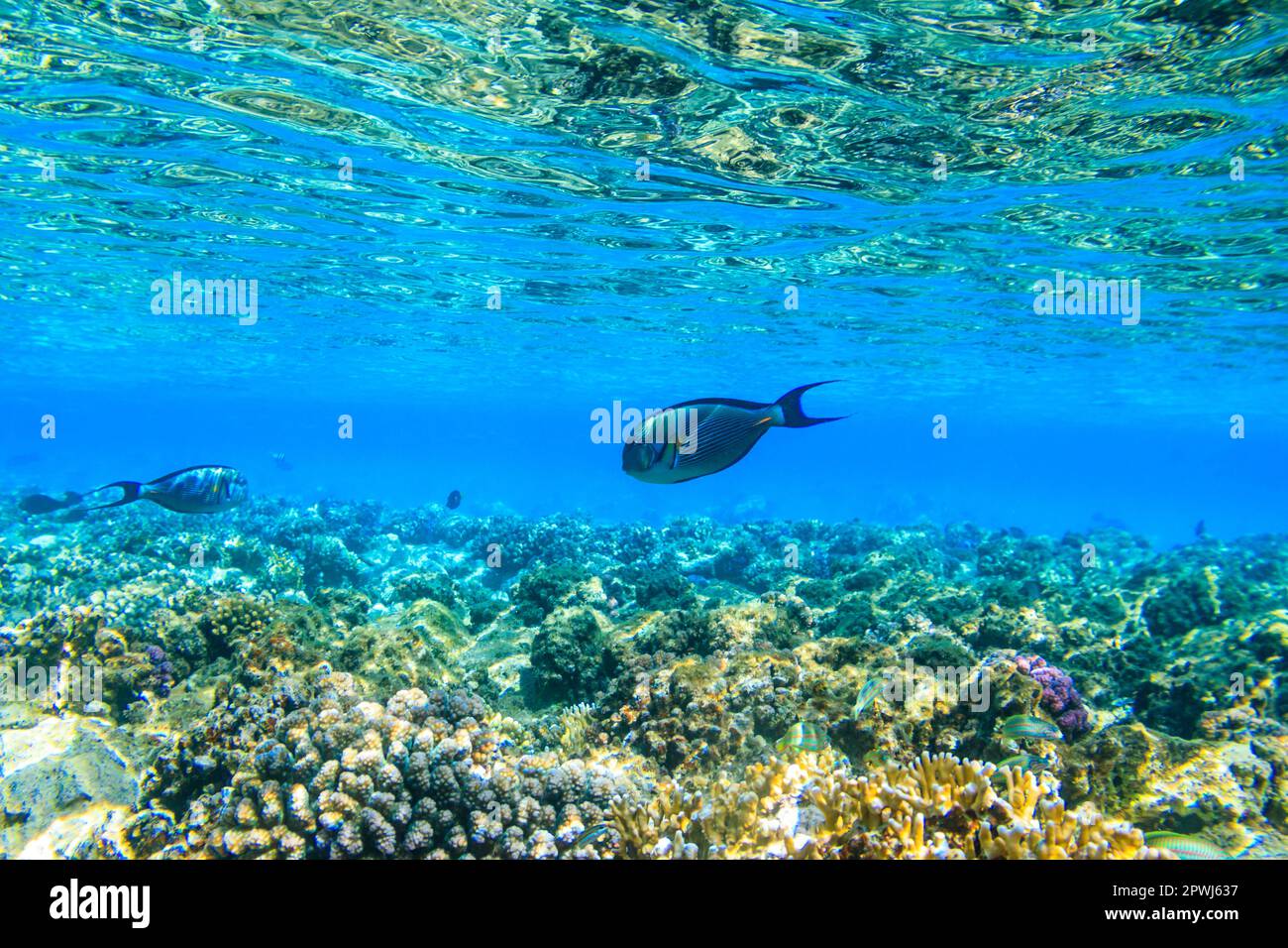 Sohal surgeonfish (Acanthurus sohal) or sohal tang, is a Red Sea ...