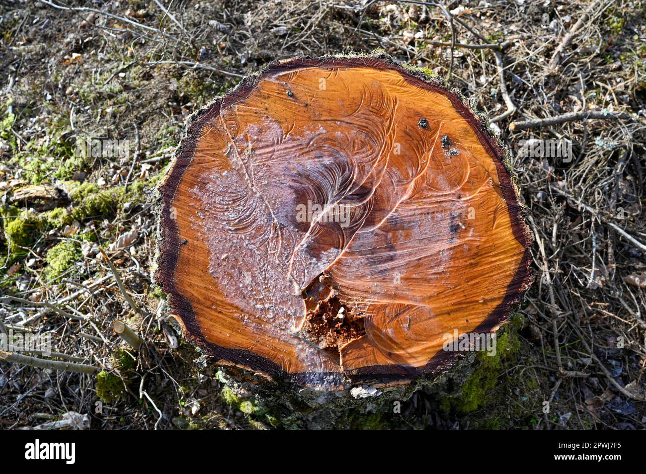 cutting area with tree stump wet of sap Stock Photo - Alamy