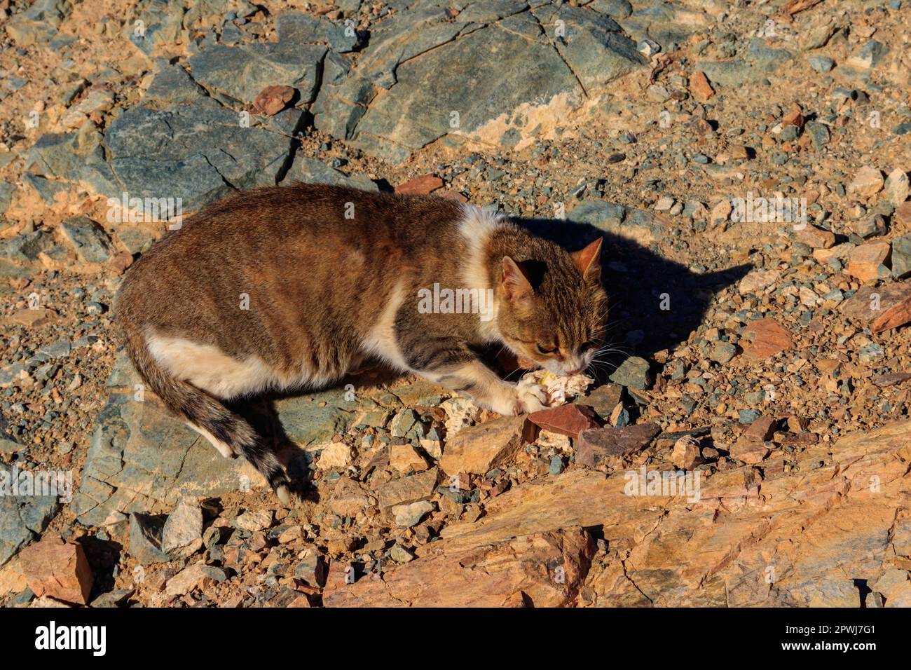Stray cat in Sinai desert, Egypt Stock Photo - Alamy
