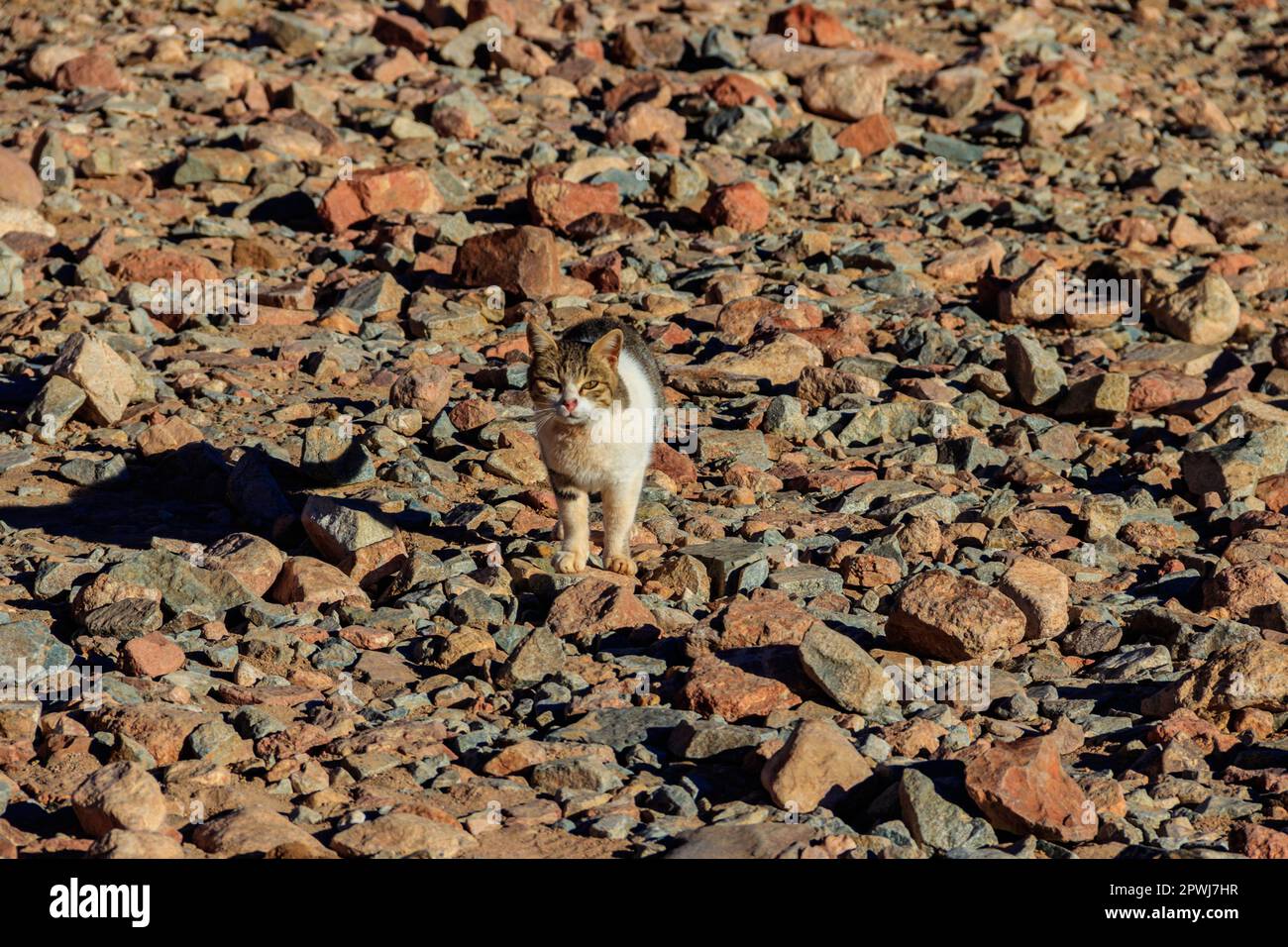 Cat in the desert hi-res stock photography and images - Alamy