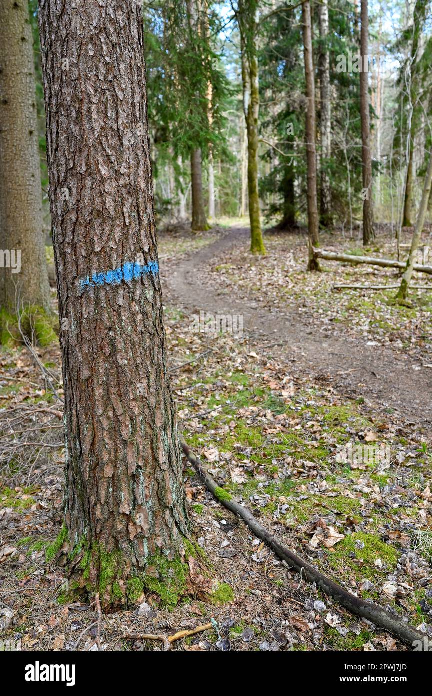 forest trail with blue marking on tree trunk Stock Photo - Alamy