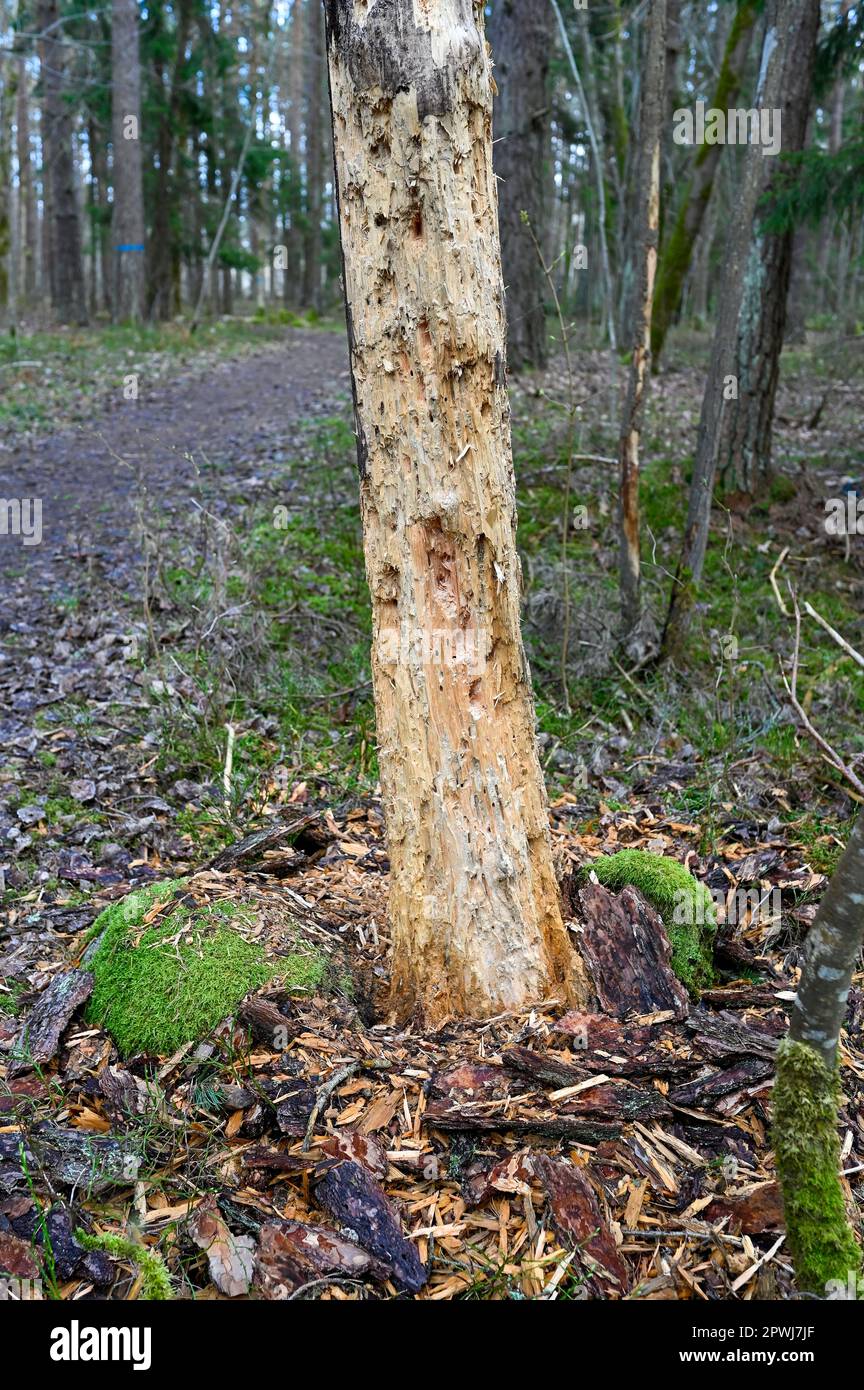 old dead tree with lots of holes after insects and birds Stock Photo ...