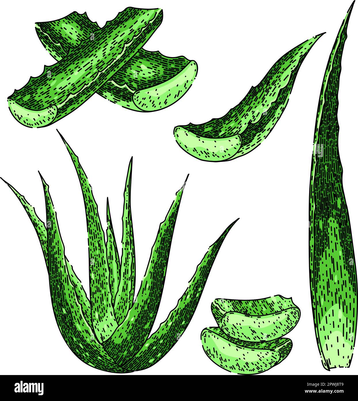 aloe vera set hand drawn. plant leaf, fresh gel, cosmetic beauty, green ...