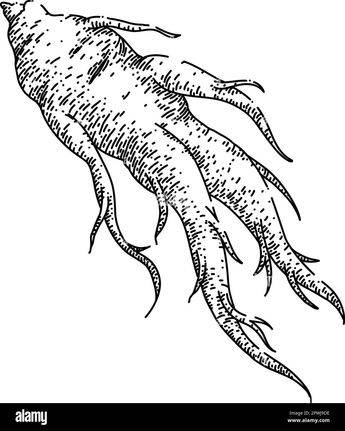 ginseng root medicine hand drawn. herbal herb, nature leaf, plant ...