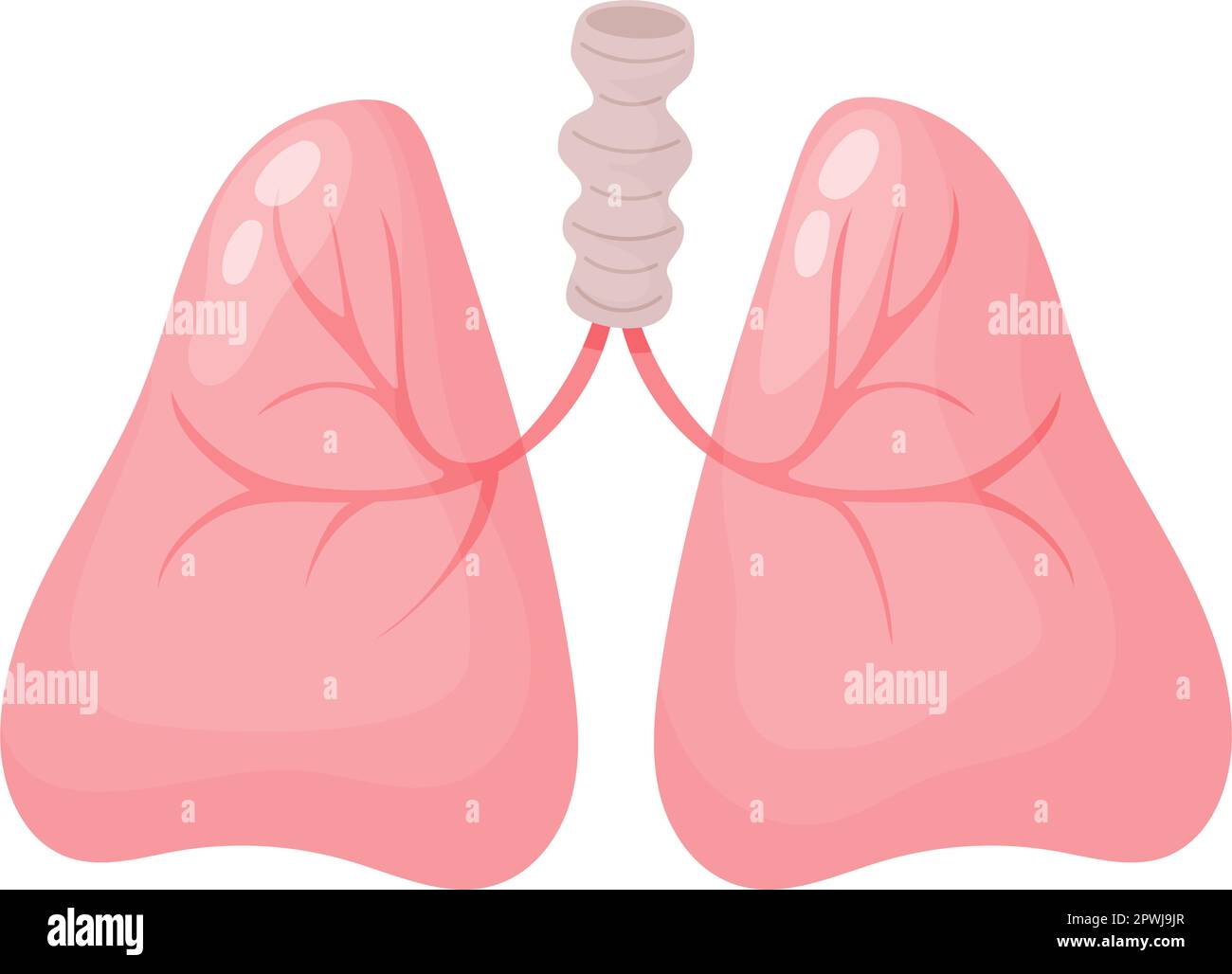 Lungs. Human organ. Vector illustration in flat cartoon style. Anatomy ...