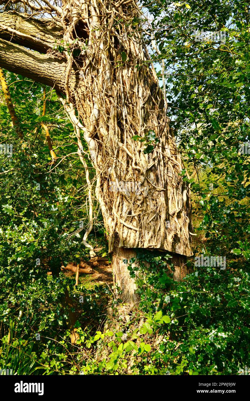 Dead ivy on trunk of oak tree after it has been cut, part of a woodland ...