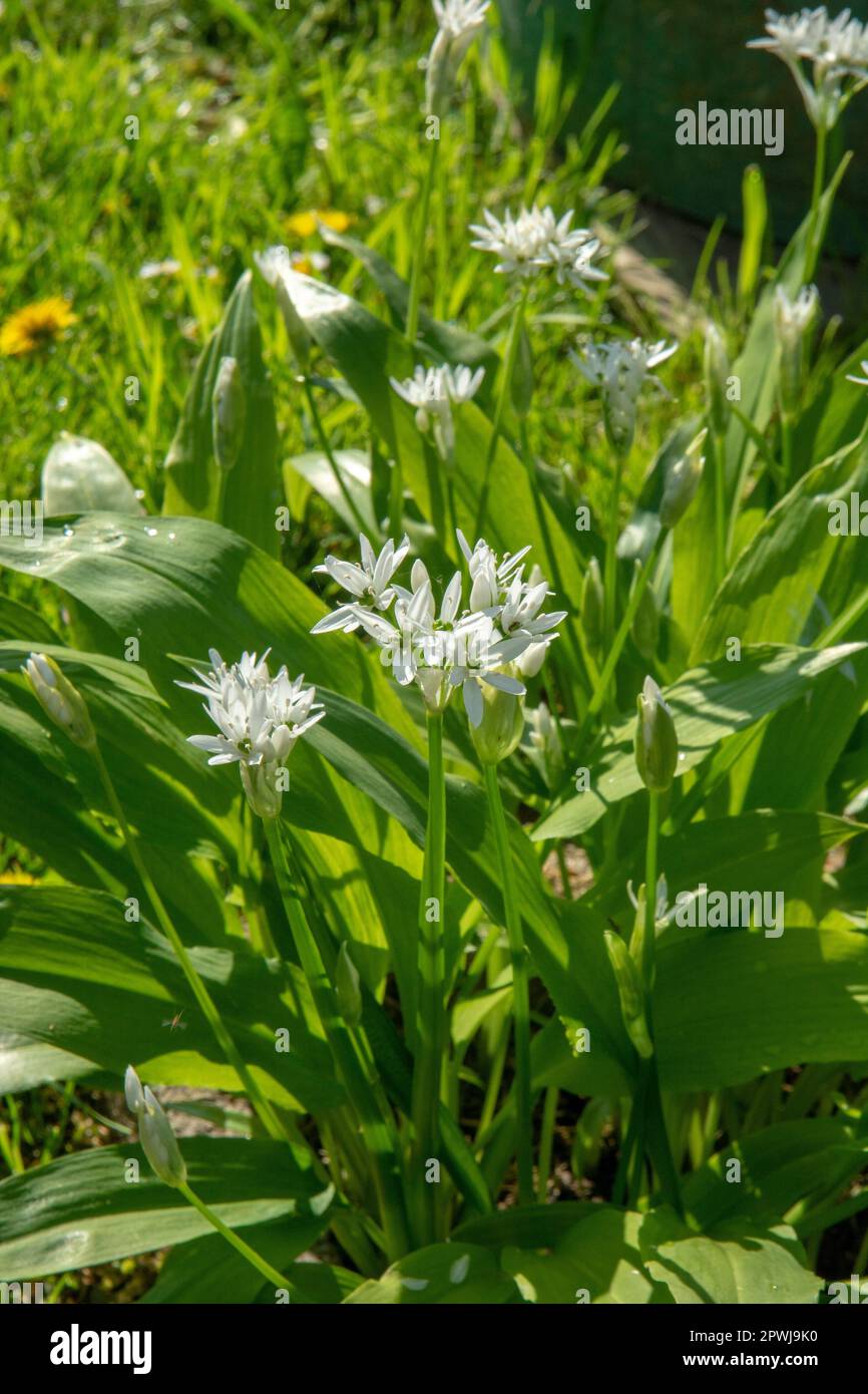 Flowering wild garlic (Allium ursinum) in the garden. The plant is also ...