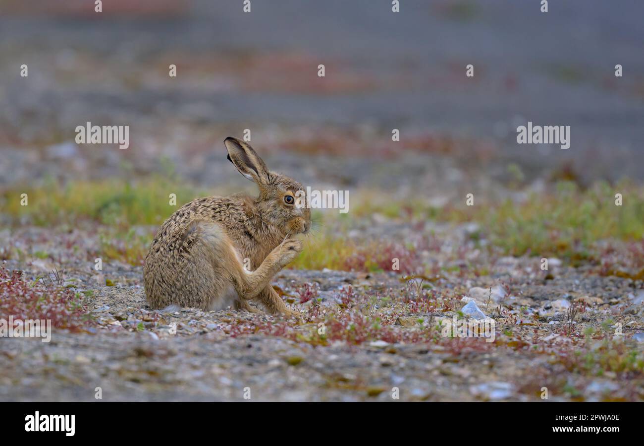 Brown Hare Lepus europaeus sat amongst the vegetation and concrete ...