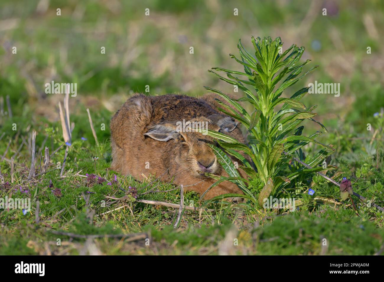 Brown Hare Lepus europaeus trying to hide from view behind a small wild ...