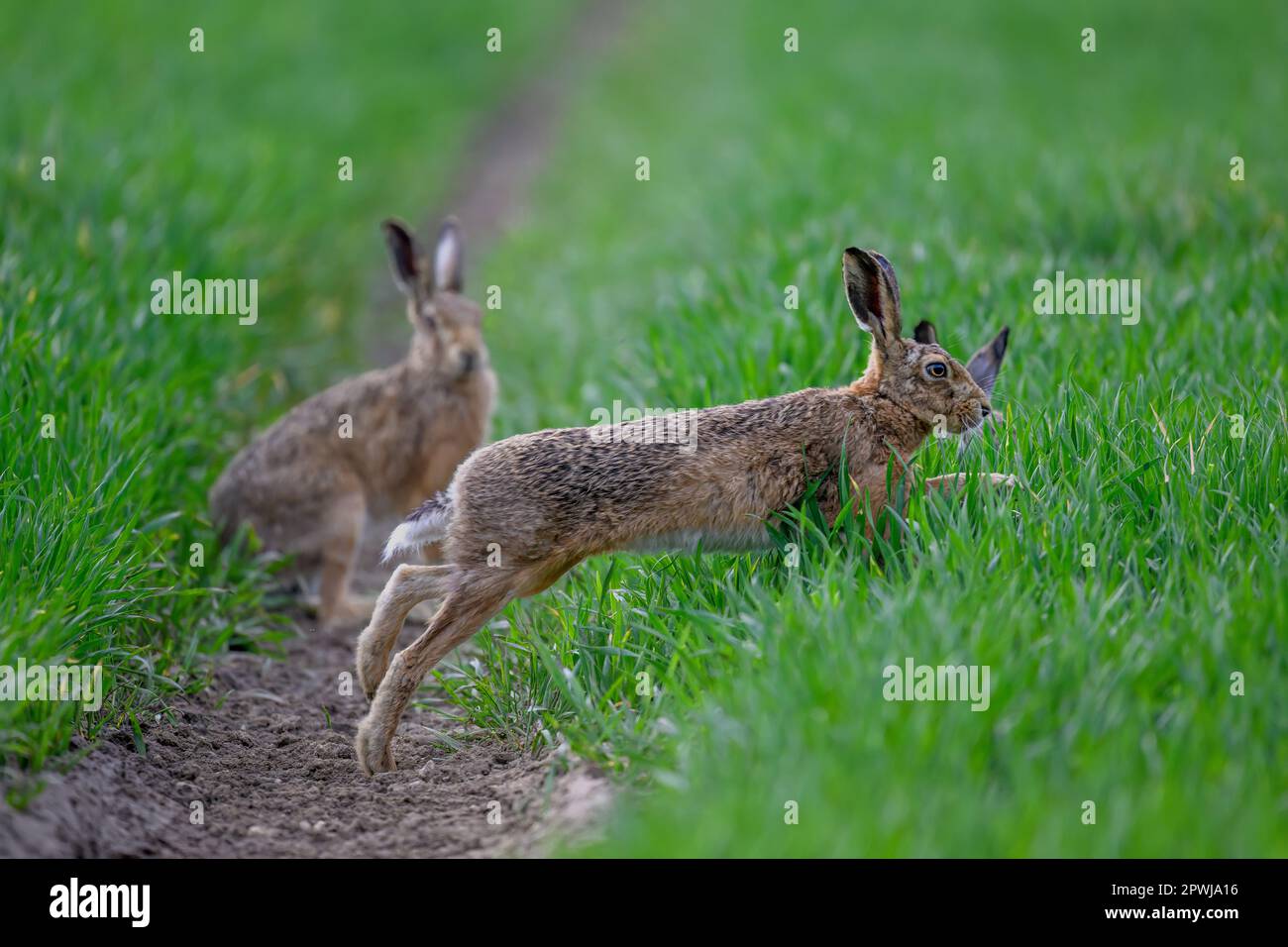 Brown Hare Lepus europaeus sat in a wheat field whilst another leaps ...