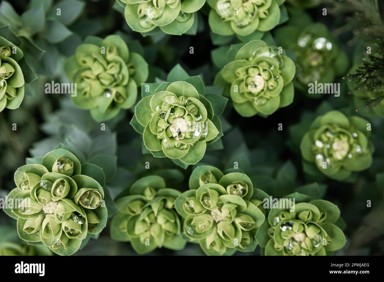 Sedum rosetta hi-res stock photography and images - Alamy