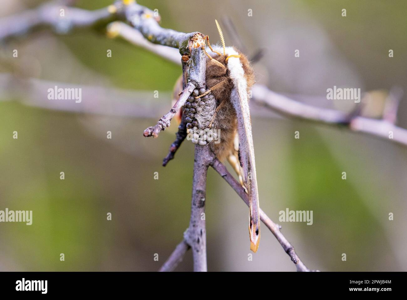 Emperor moth plant hi-res stock photography and images - Alamy