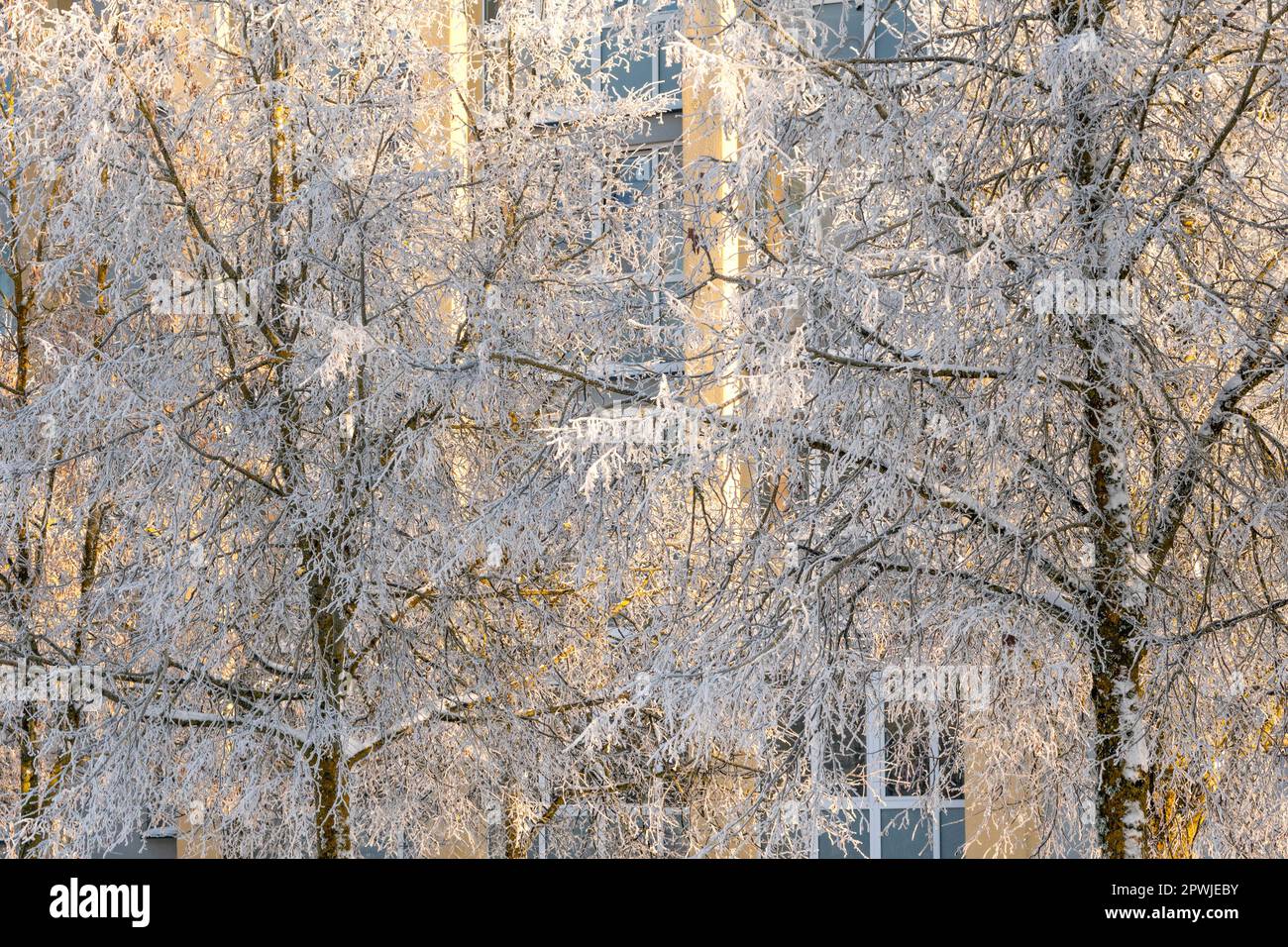 Winter landscape of frosty trees, house in city. Trees in hoarfrost ...