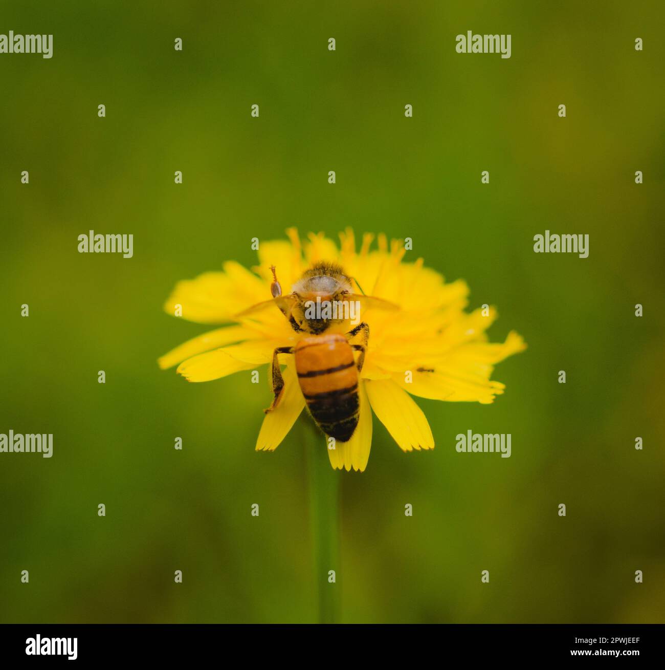 Worker honey bee collecting pollen from a yellow dandelion in bloom ...
