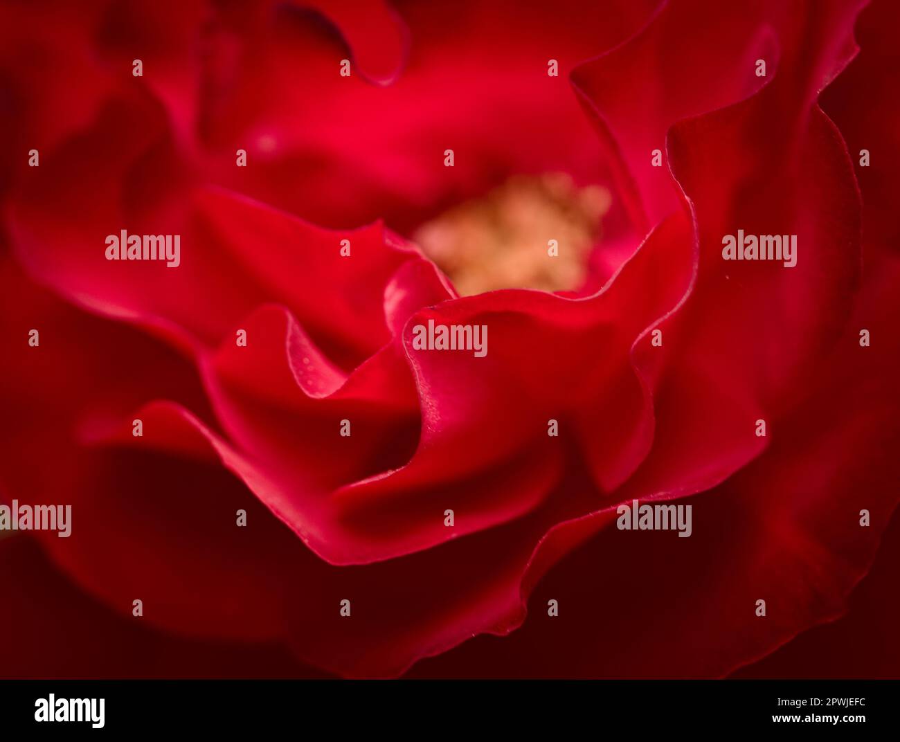 Deep, vibrant red rose. Extreme macro, full frame close up Stock Photo ...