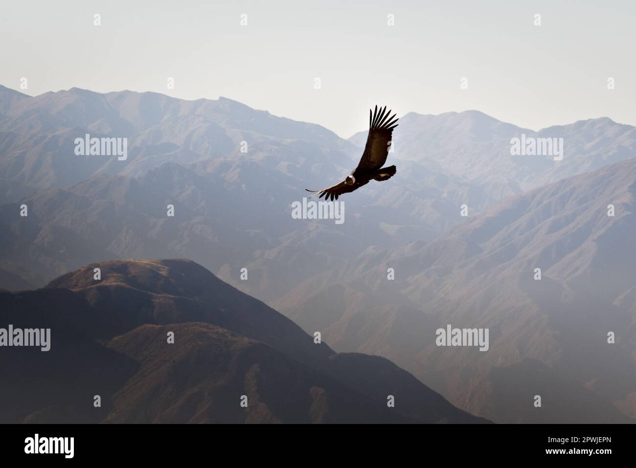 Andean condor (Vultur gryphus) soaring over the Andes montains near ...