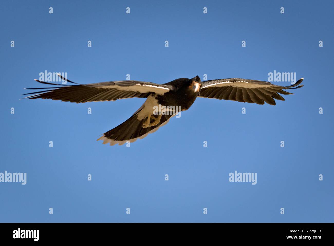 Mountain caracara (Phalcoboenus megalopterus) in flight, spotted near ...