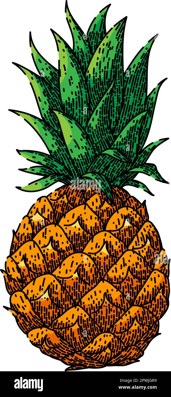 Pineapple Drawing Tumblr